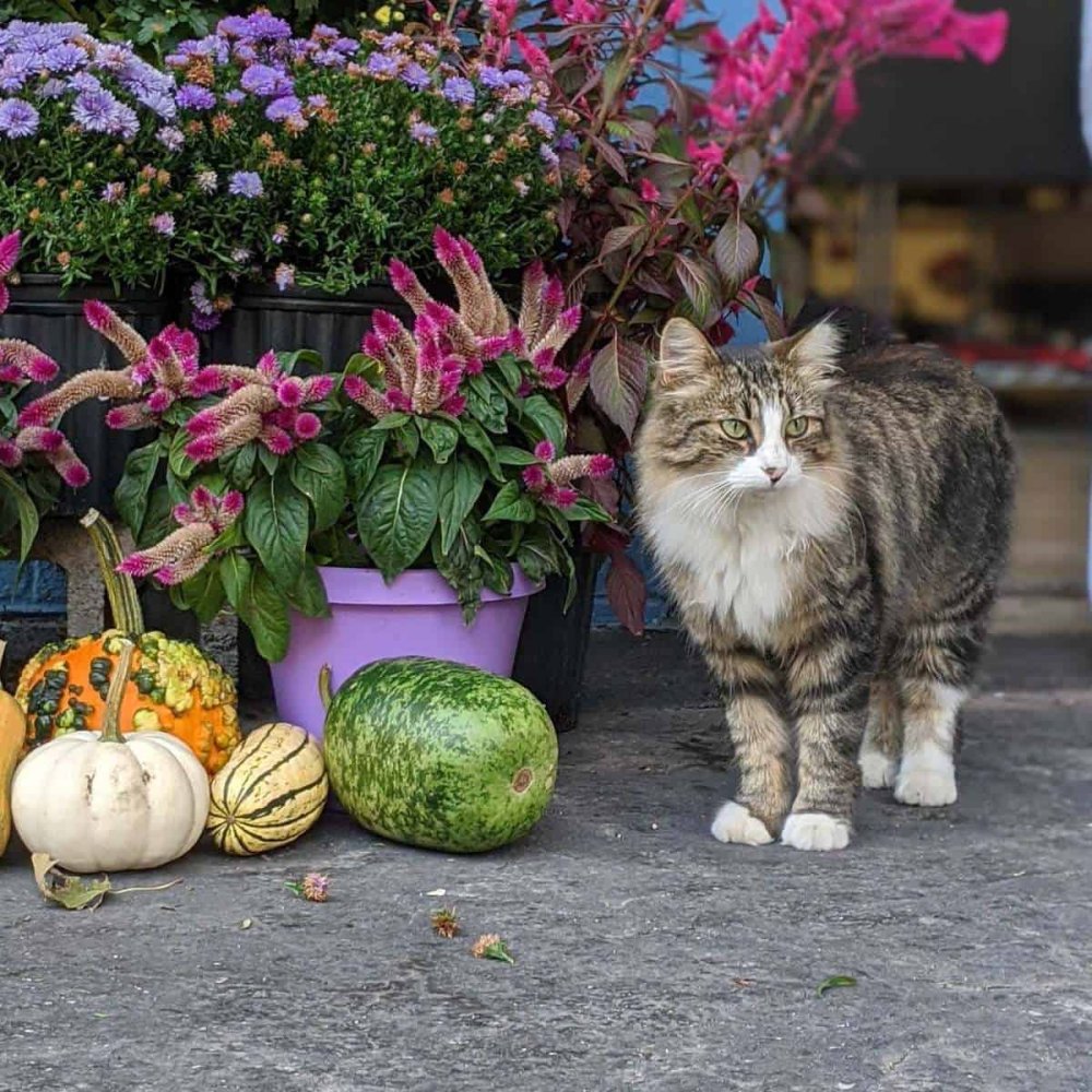 The History of Cat Jack White | epiphany studios