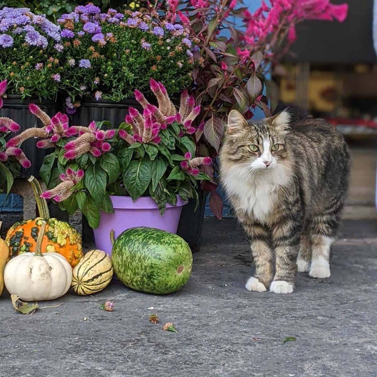 The History of Cat Jack White | epiphany studios