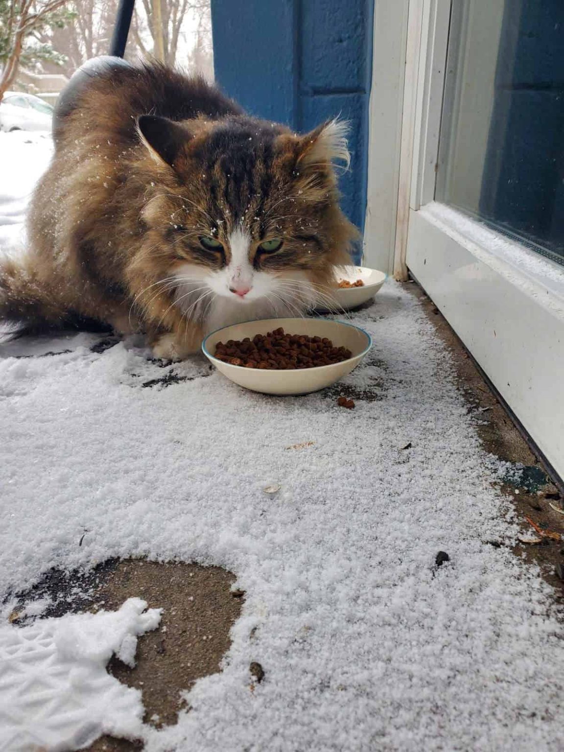 The History of Cat Jack White | epiphany studios