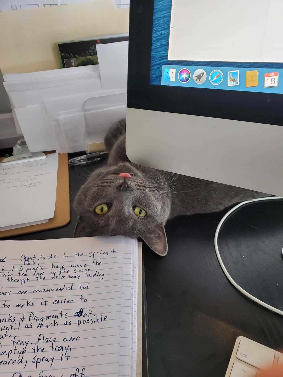 The History of Cat Jack White | epiphany studios