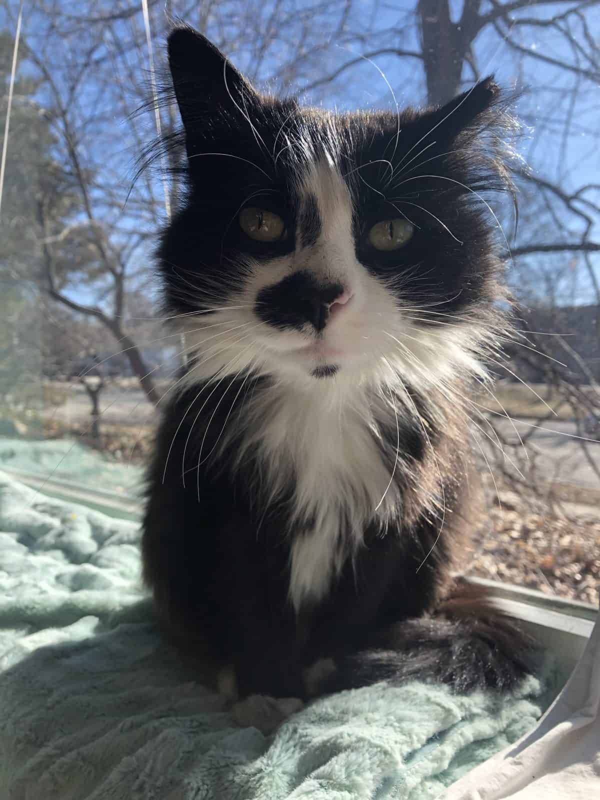 The History of Cat Jack White | epiphany studios