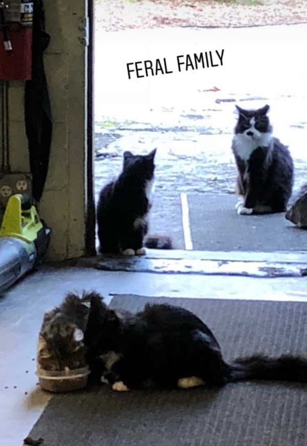 The History of Cat Jack White | epiphany studios