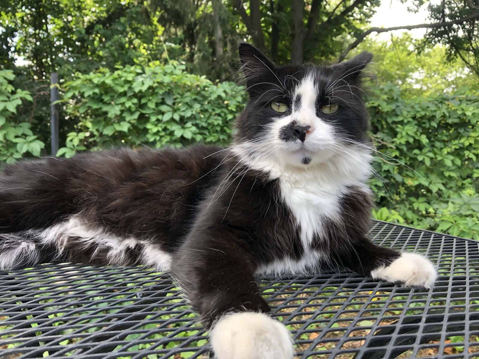 The History of Cat Jack White | epiphany studios