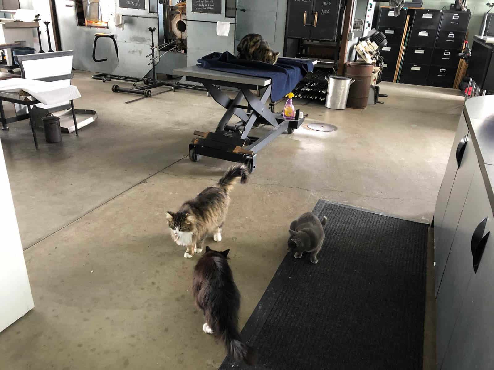 The History of Cat Jack White | epiphany studios