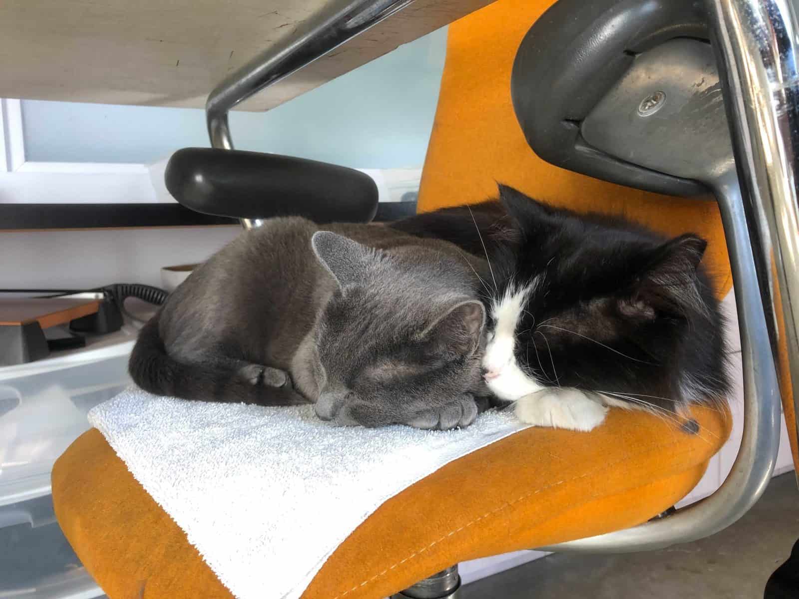 The History of Cat Jack White | epiphany studios