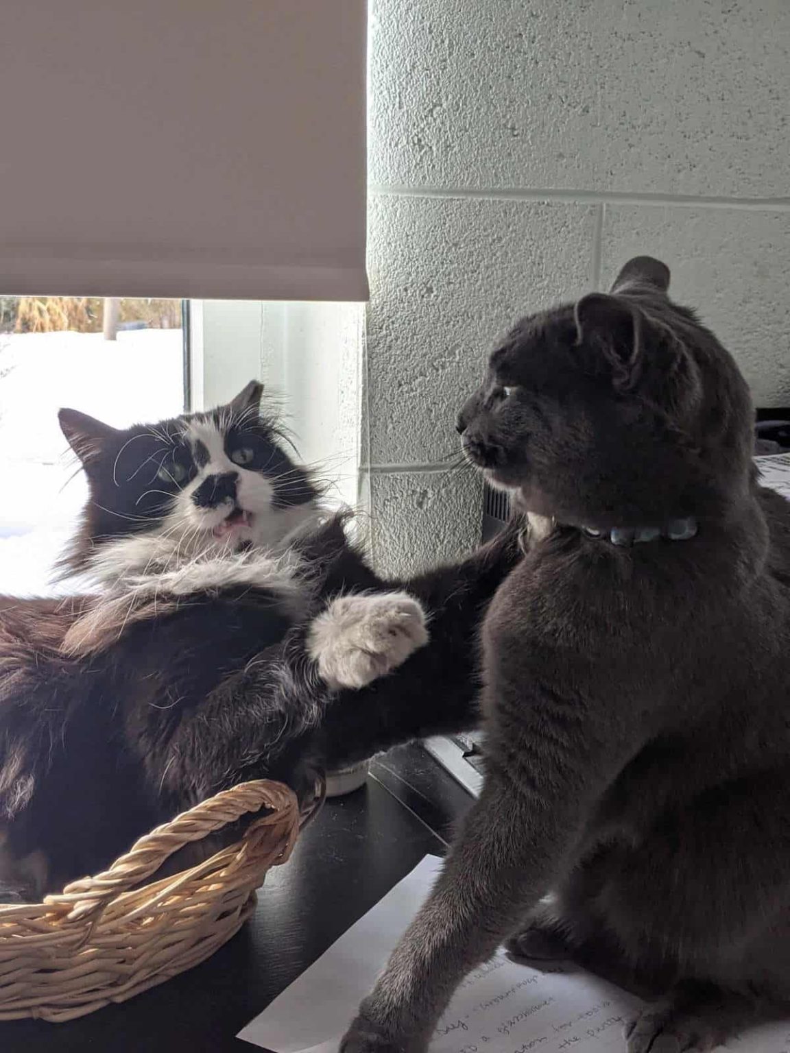 The History of Cat Jack White | epiphany studios