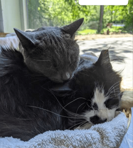 The History of Cat Jack White | epiphany studios