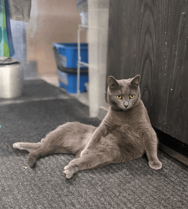 The History of Cat Jack White | epiphany studios