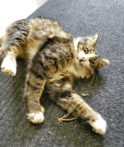 The History of Cat Jack White | epiphany studios