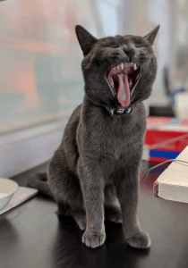 The History of Cat Jack White | epiphany studios