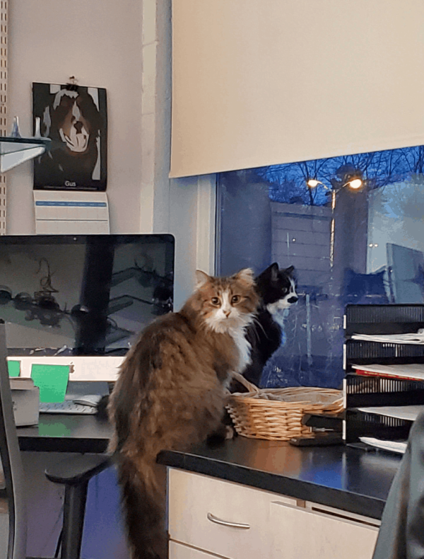 The History of Cat Jack White | epiphany studios