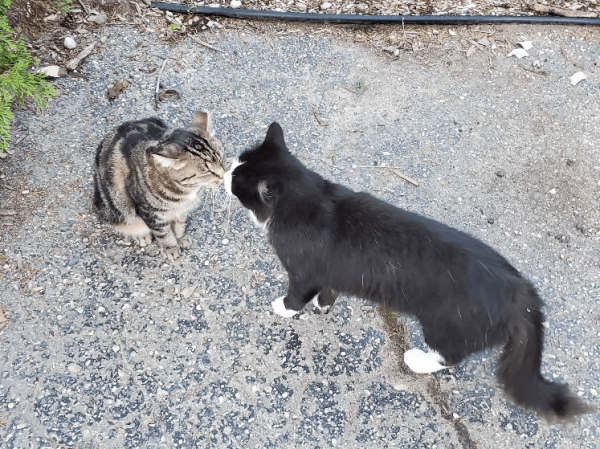 The History of Cat Jack White | epiphany studios