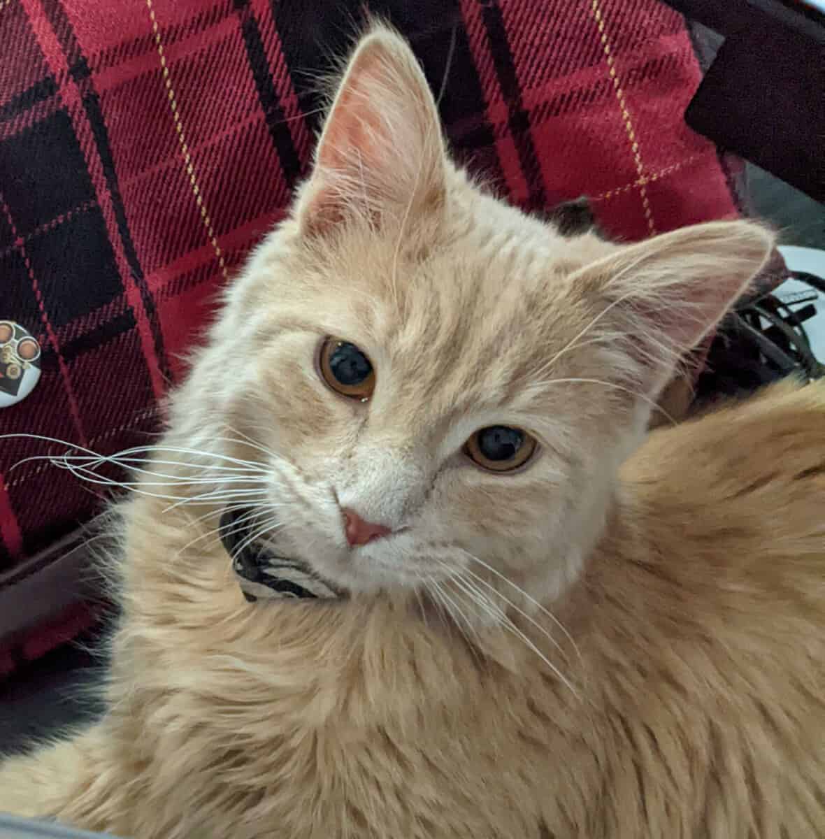 Hercules | epiphany studios