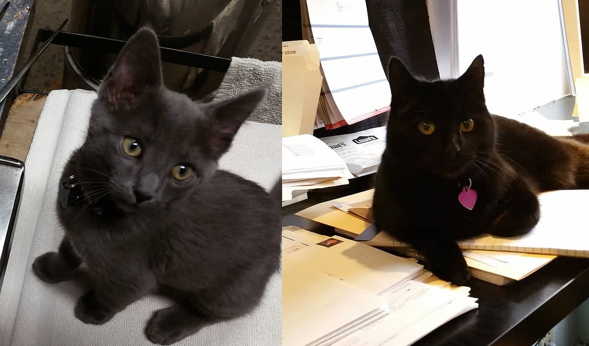 Shiva & Brahma | epiphany studios